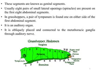 Abdominal structures in insects | PPTX