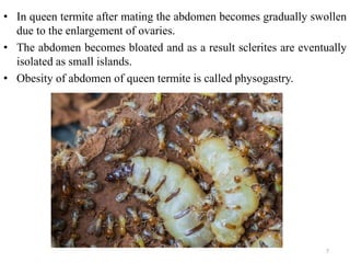 Abdominal structures in insects | PPTX