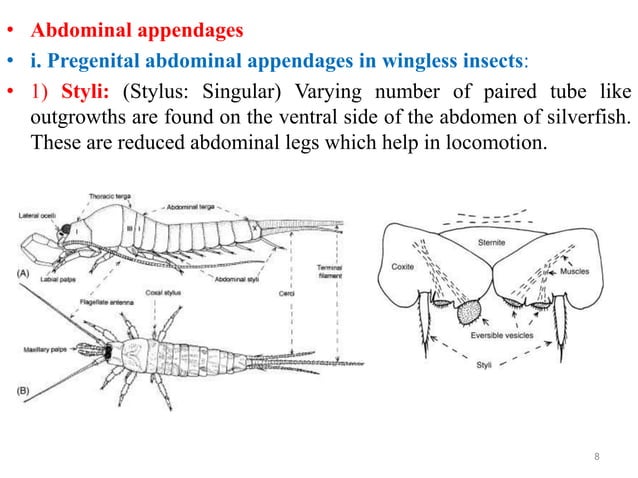 Abdominal structures in insects | PPTX | Fish and Aquariums | Pets