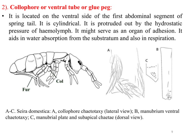 Abdominal structures in insects | PPTX | Fish and Aquariums | Pets