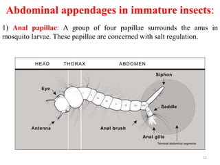 Abdominal structures in insects | PPT
