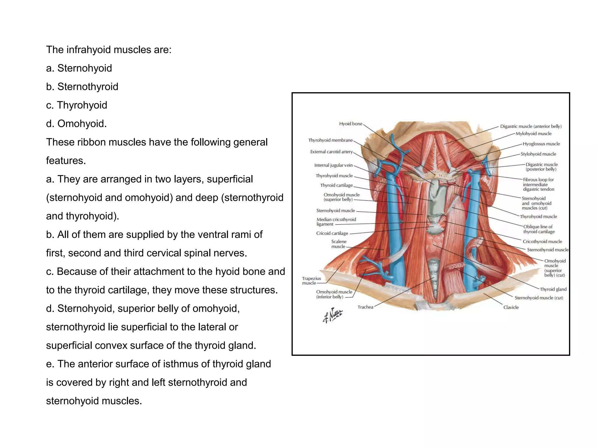 Infrahyoid muscles | PPTX