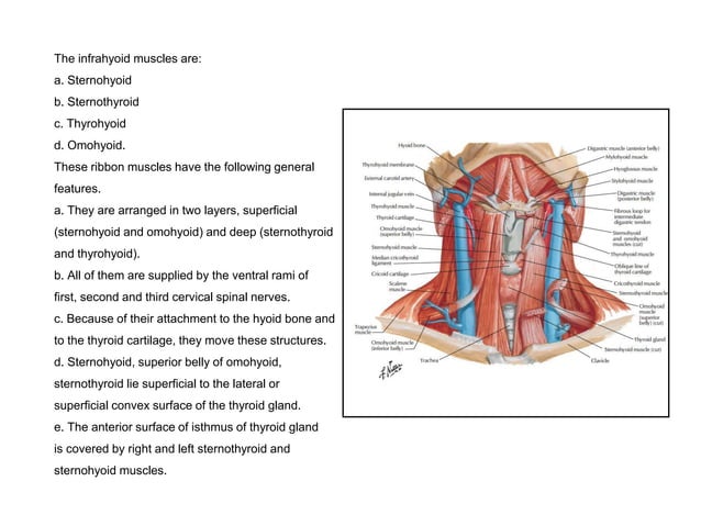 Infrahyoid muscles | PPTX | Thyroid Disorders | Endocrine and Metabolic ...