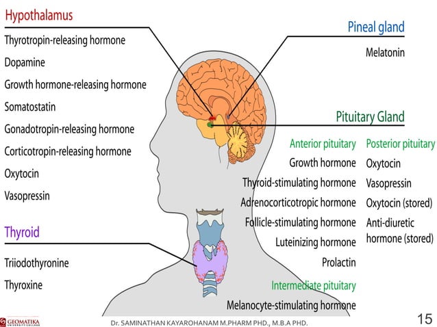 11. drugs affecting the endocrine system | PDF | Thyroid Disorders | Endocrine and Metabolic ...