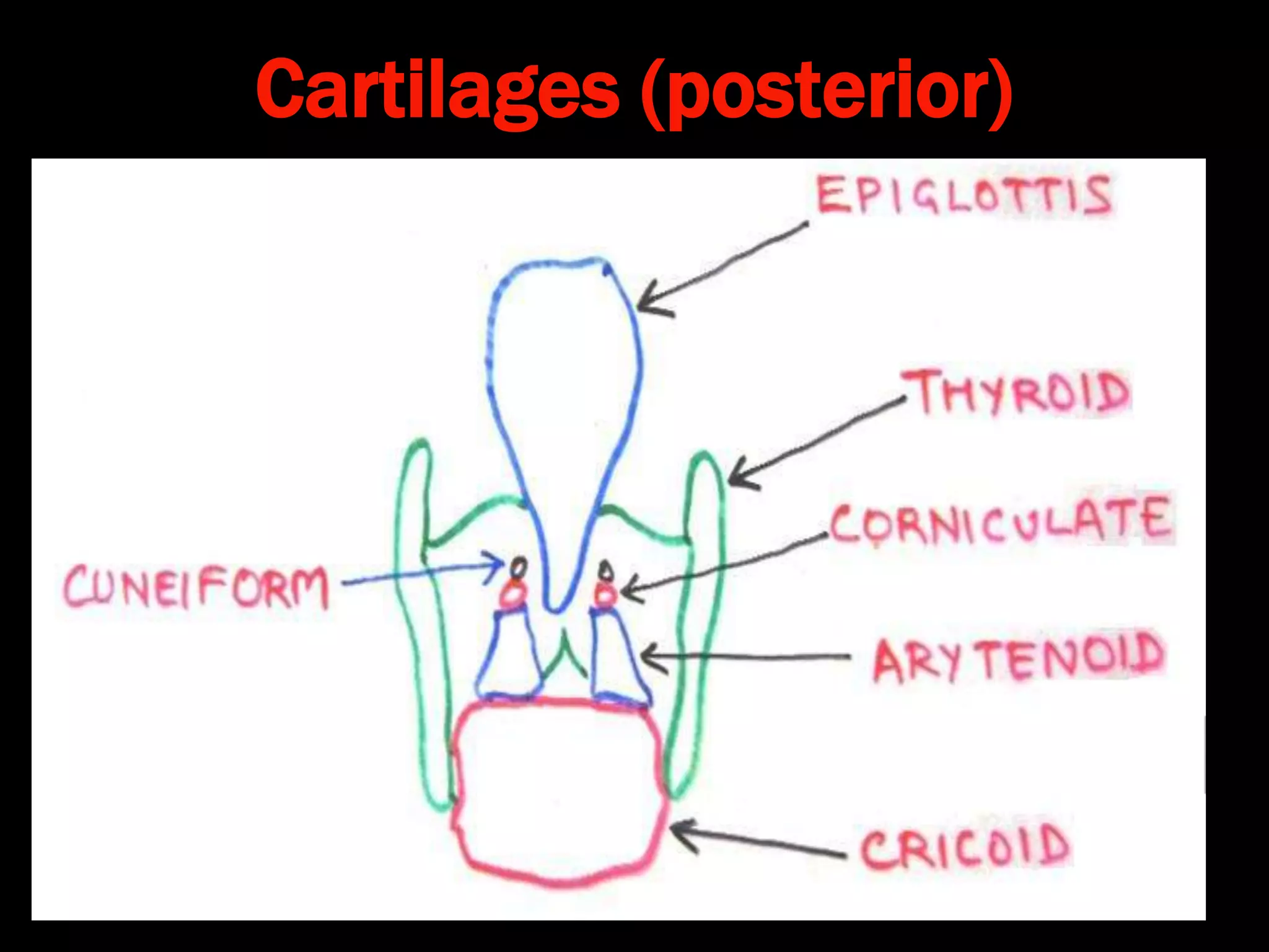 11. anatomy and physiology of larynx | PPT
