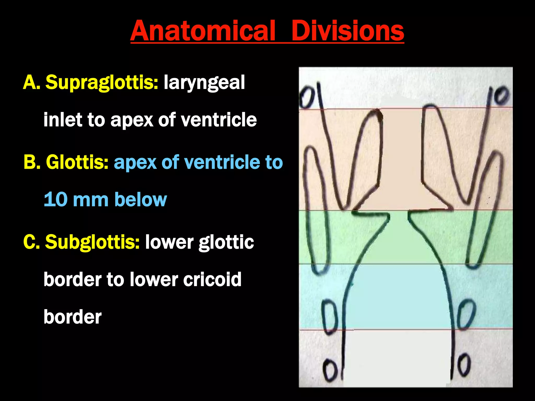 11. anatomy and physiology of larynx | PPT
