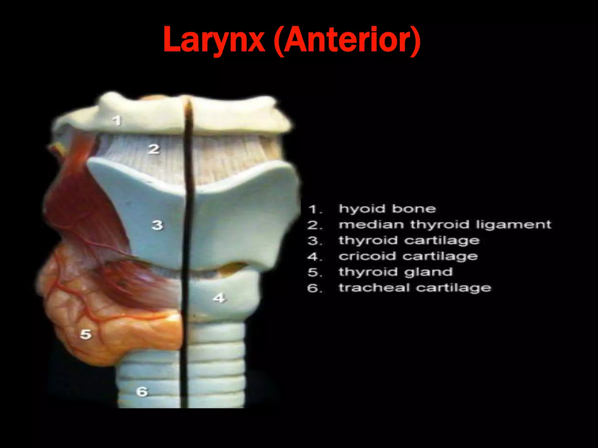 11. anatomy and physiology of larynx | PPT