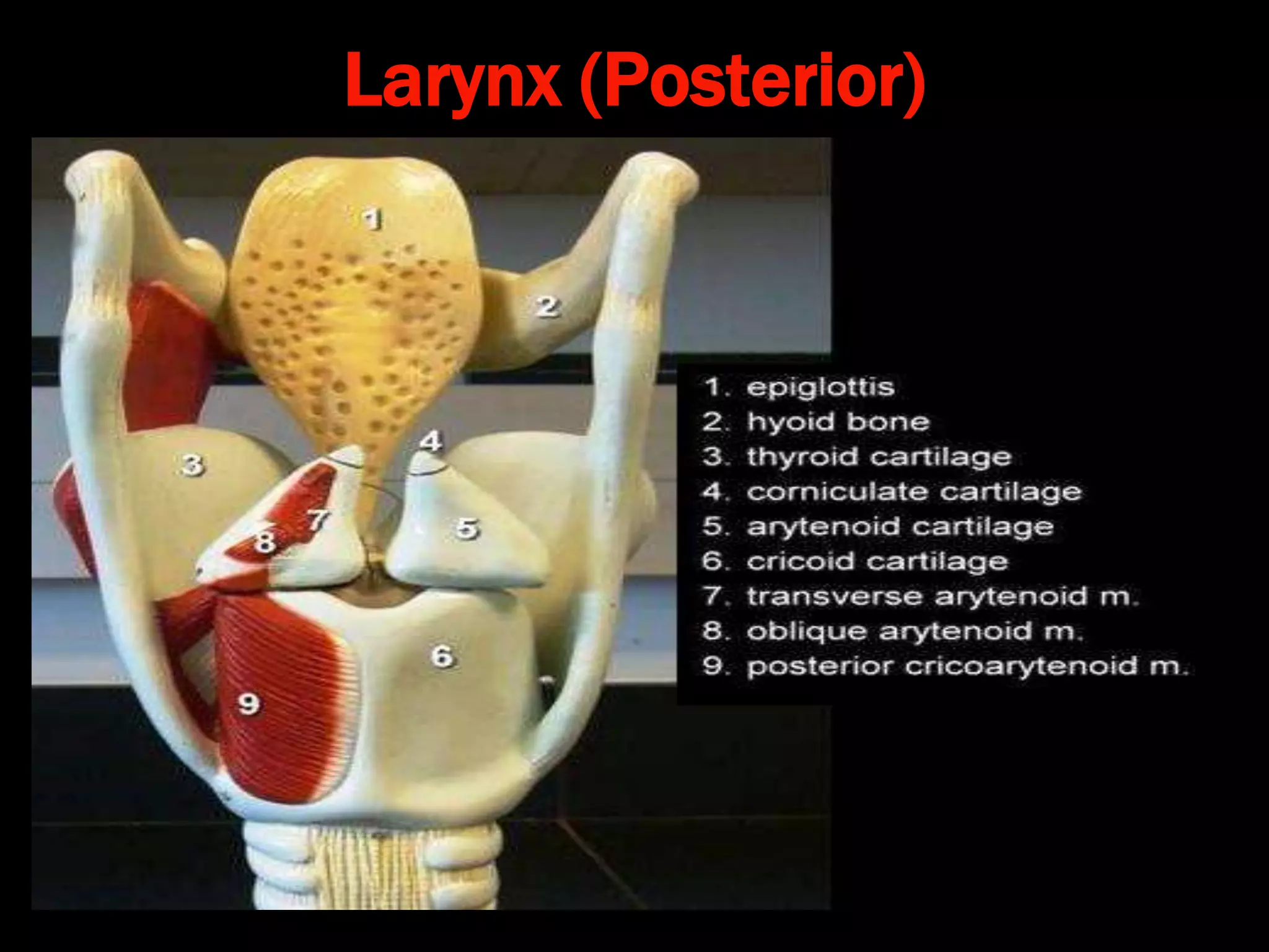 11. anatomy and physiology of larynx | PPT