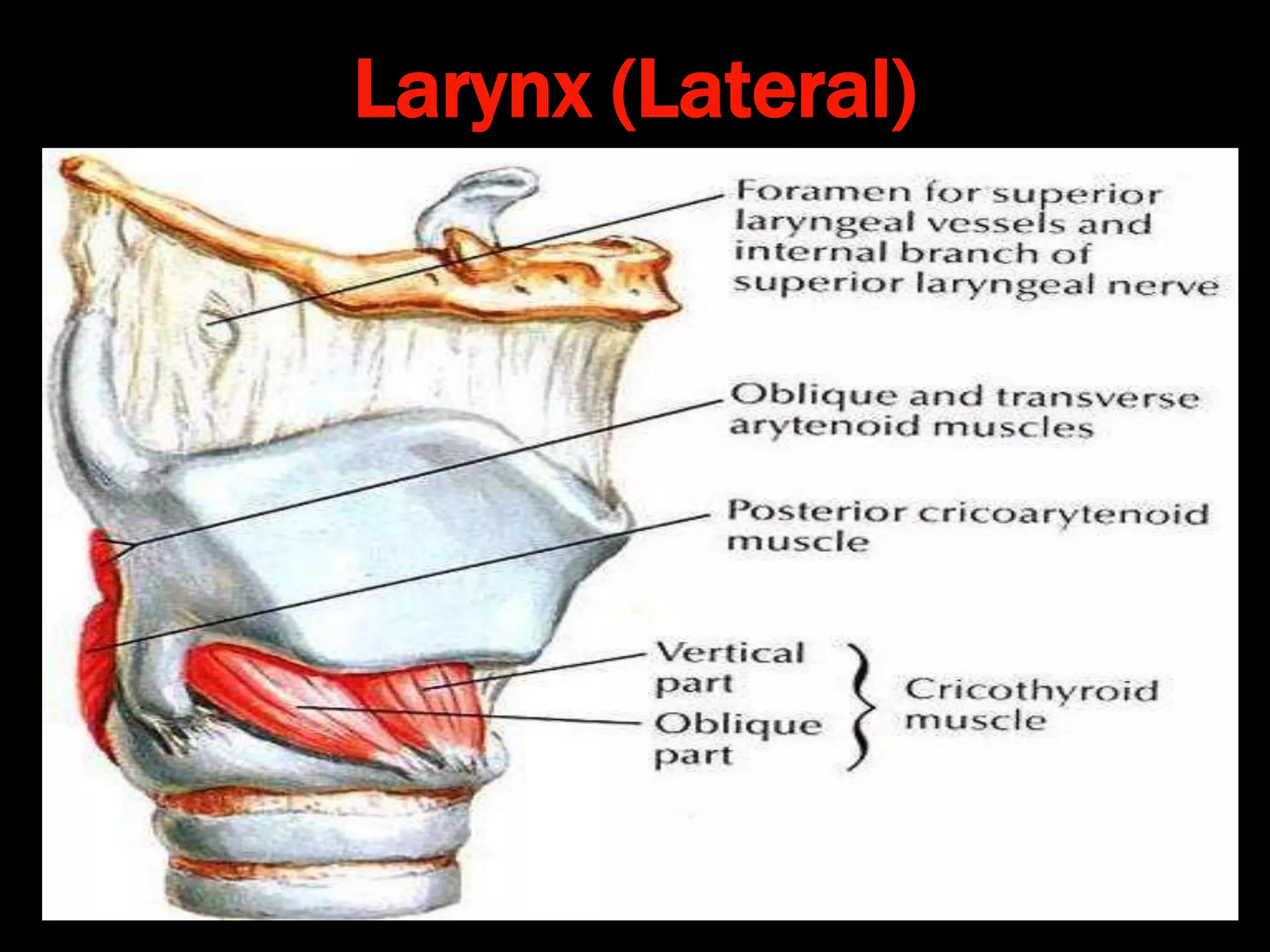 11. anatomy and physiology of larynx | PPT