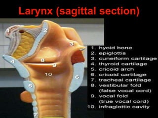 11. anatomy and physiology of larynx | PPT