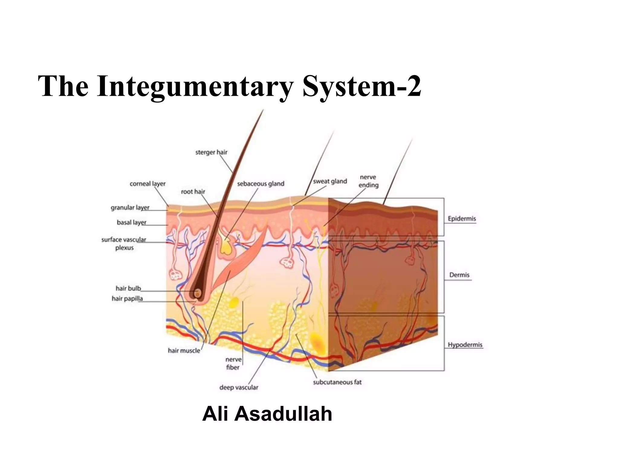 Integumentary Histology | skin |Histology of Skin| Histology of ...