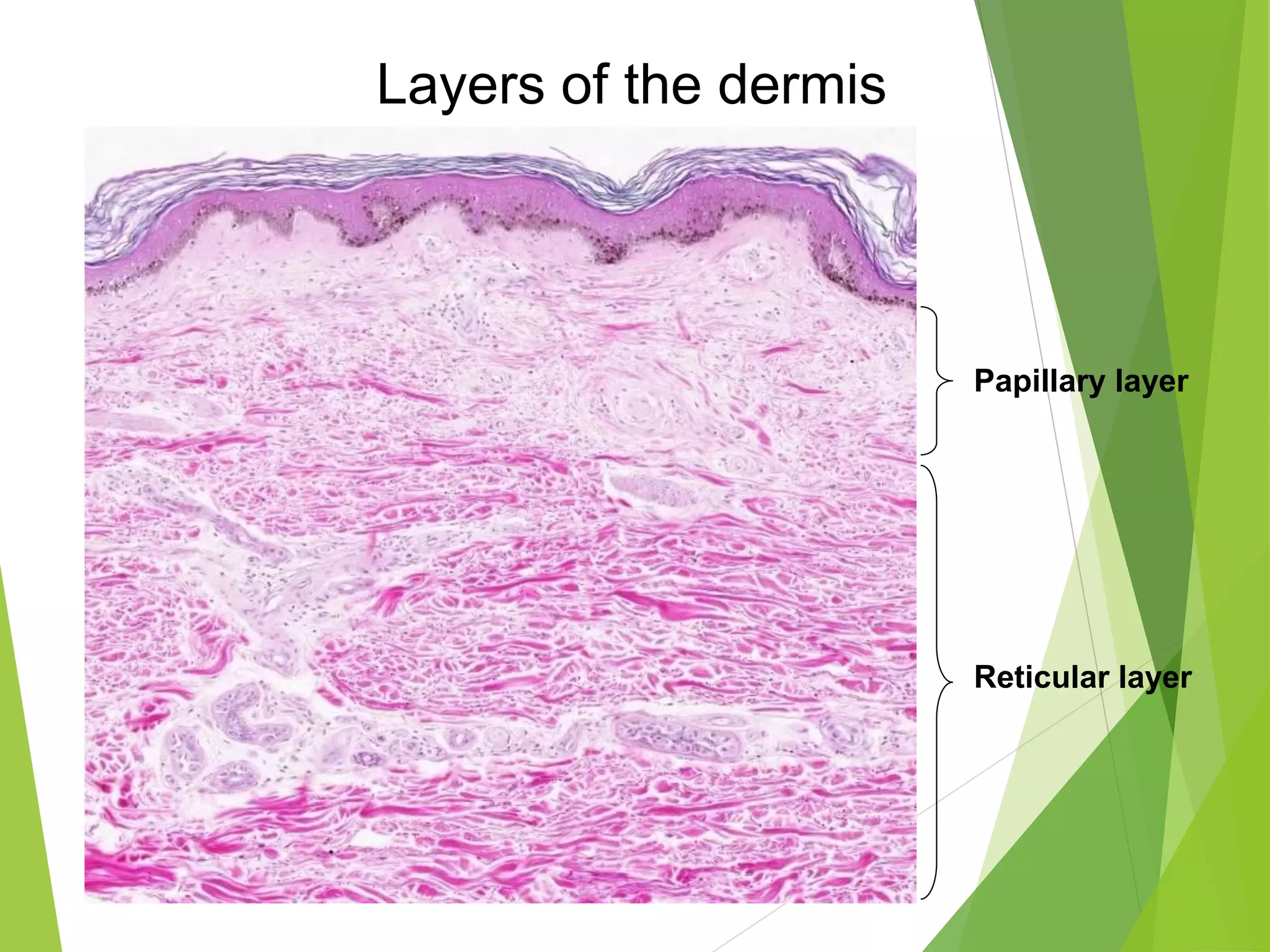 Integumentary Histology | skin |Histology of Skin| Histology of ...