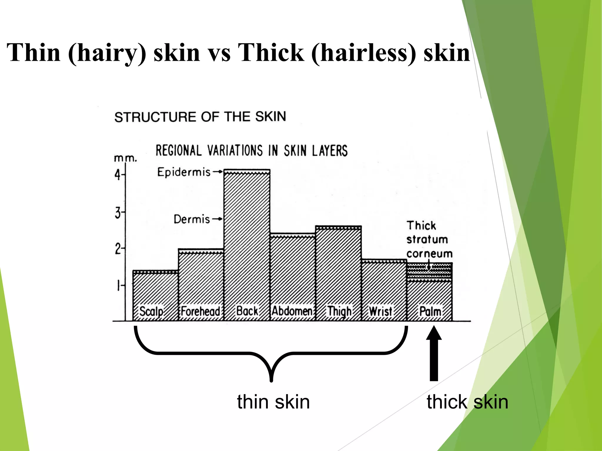 Integumentary Histology | skin |Histology of Skin| Histology of ...