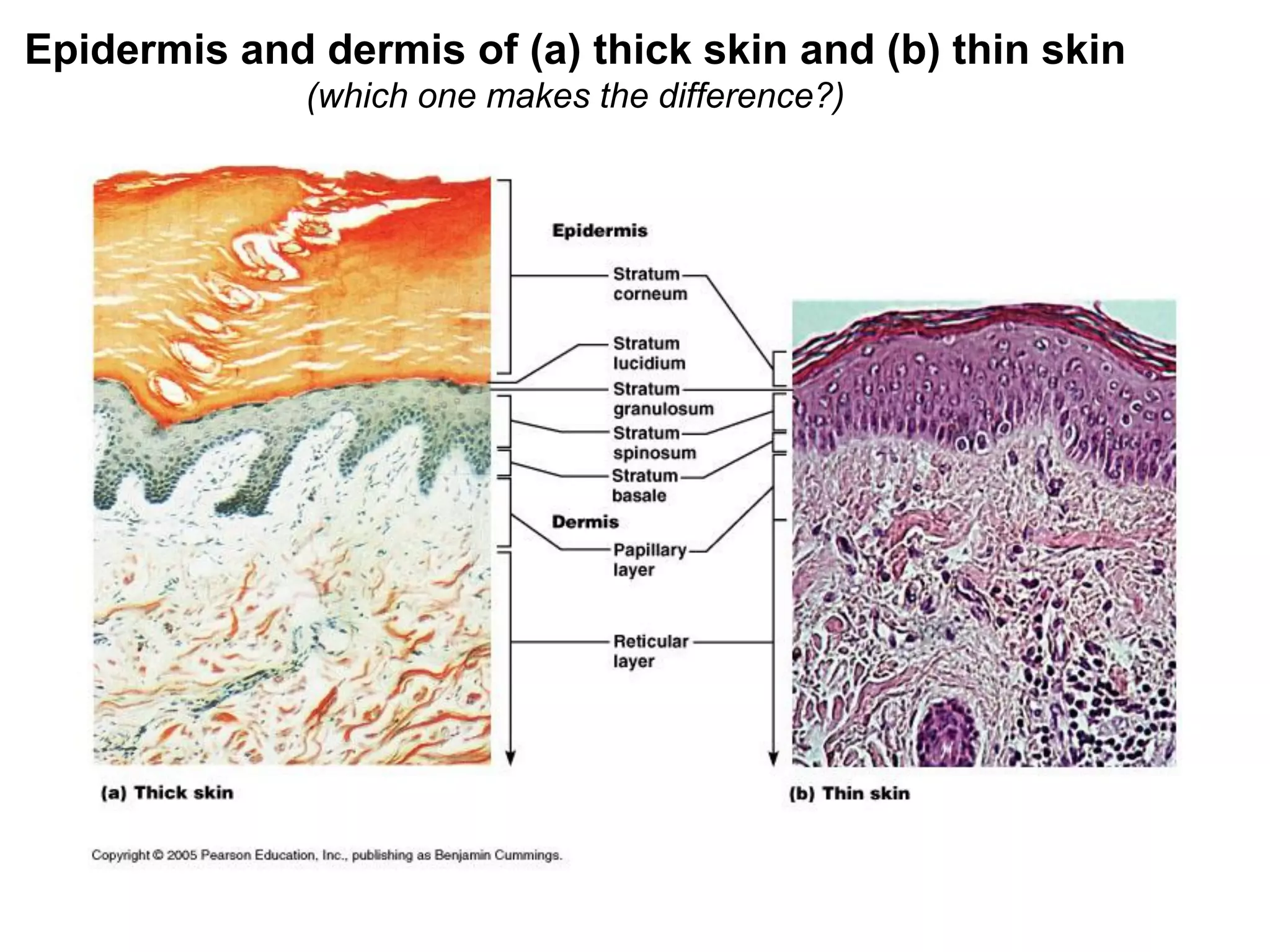 Integumentary Histology | skin |Histology of Skin| Histology of ...