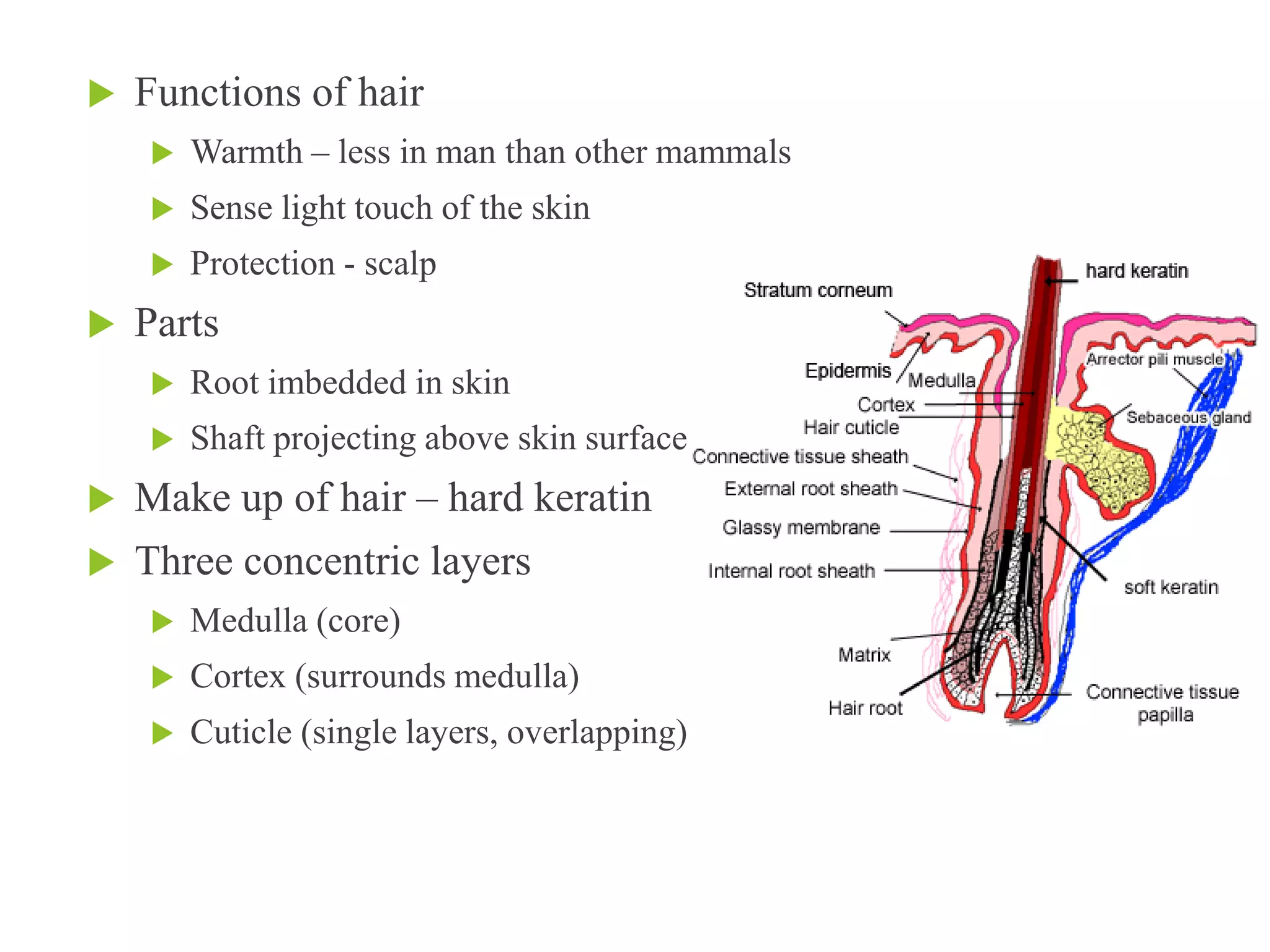 Integumentary Histology | skin |Histology of Skin| Histology of ...