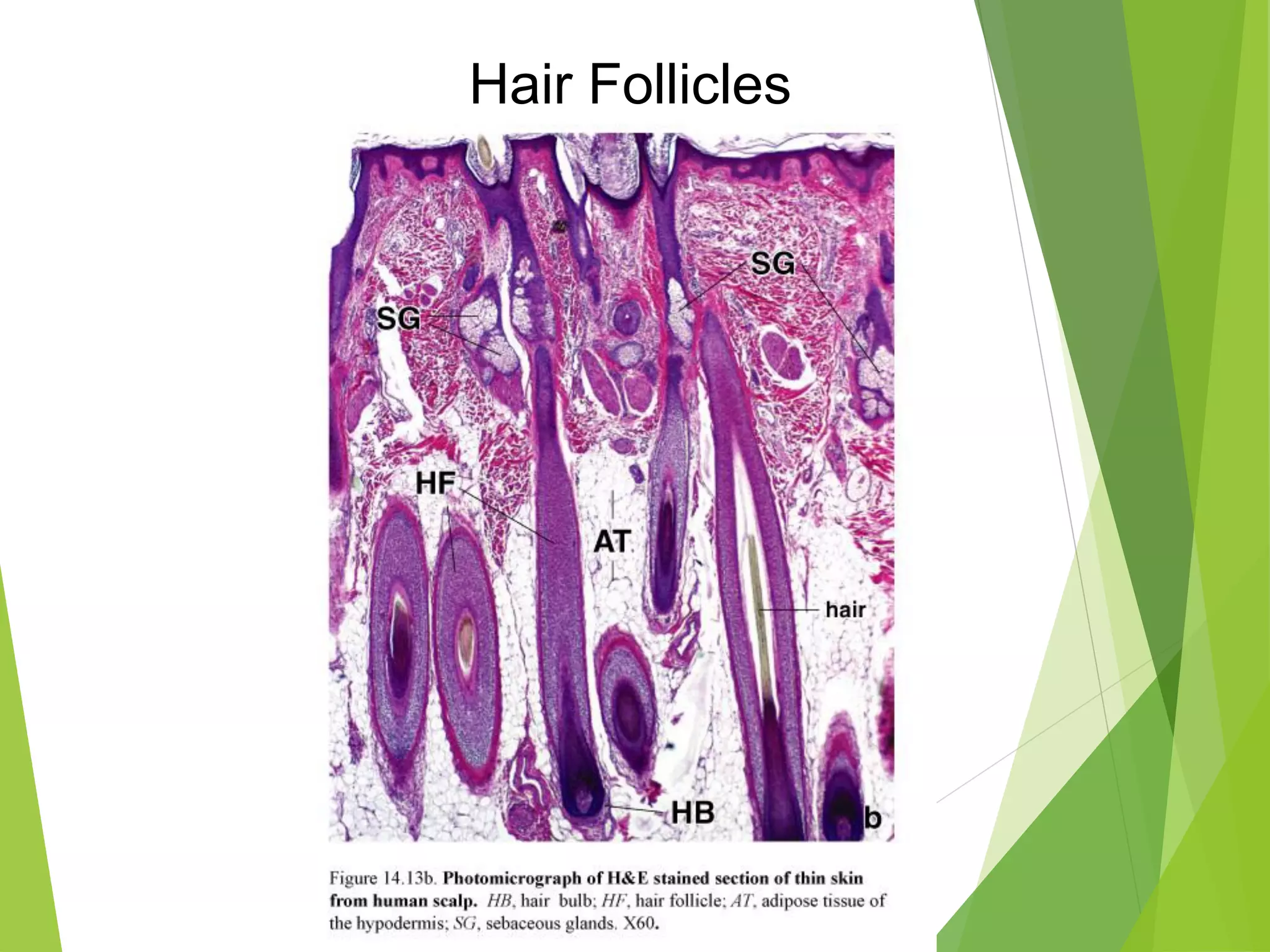 Integumentary Histology | skin |Histology of Skin| Histology of Integument | by Ali Asadullah | PDF