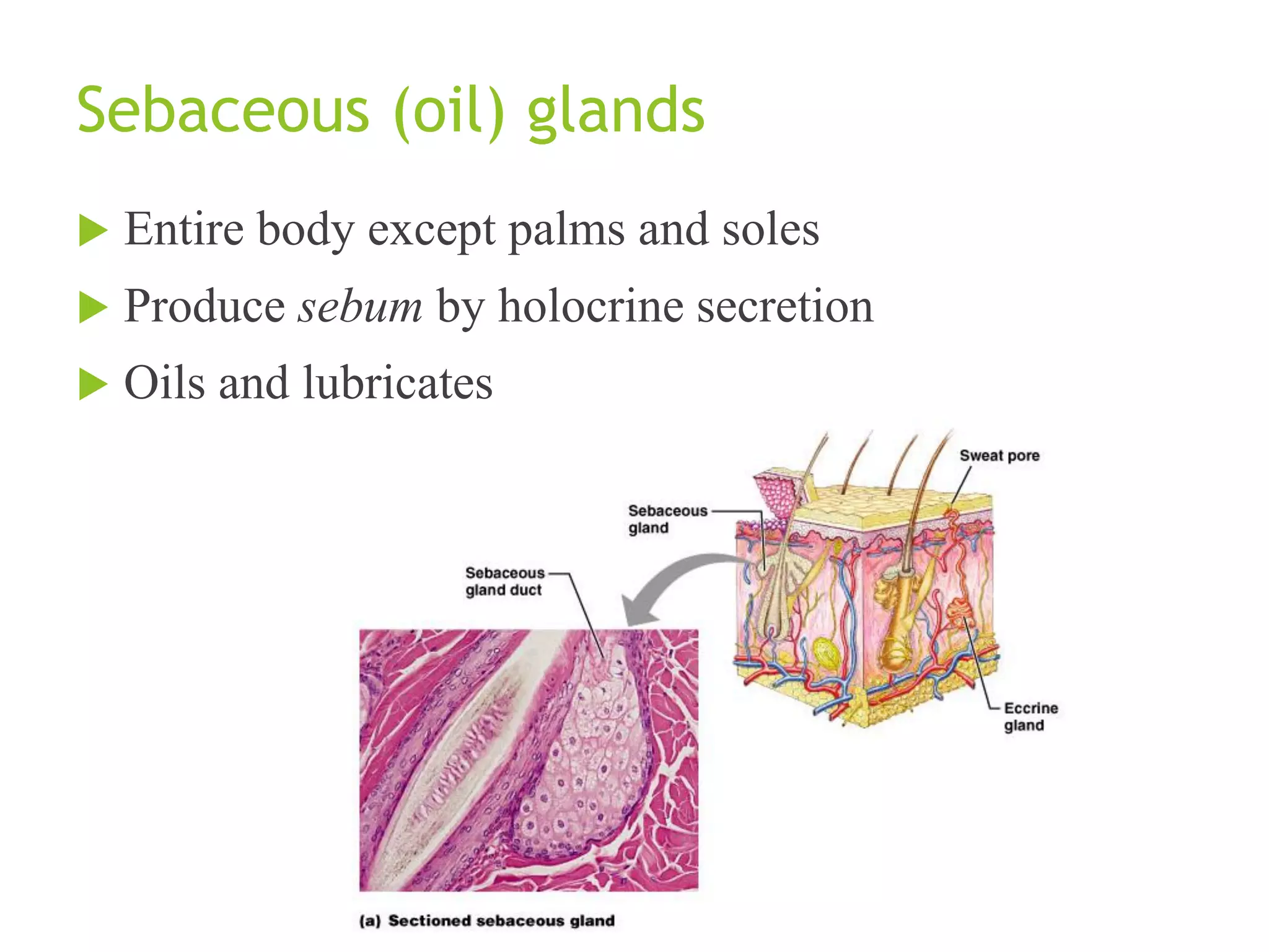 Integumentary Histology | skin |Histology of Skin| Histology of ...