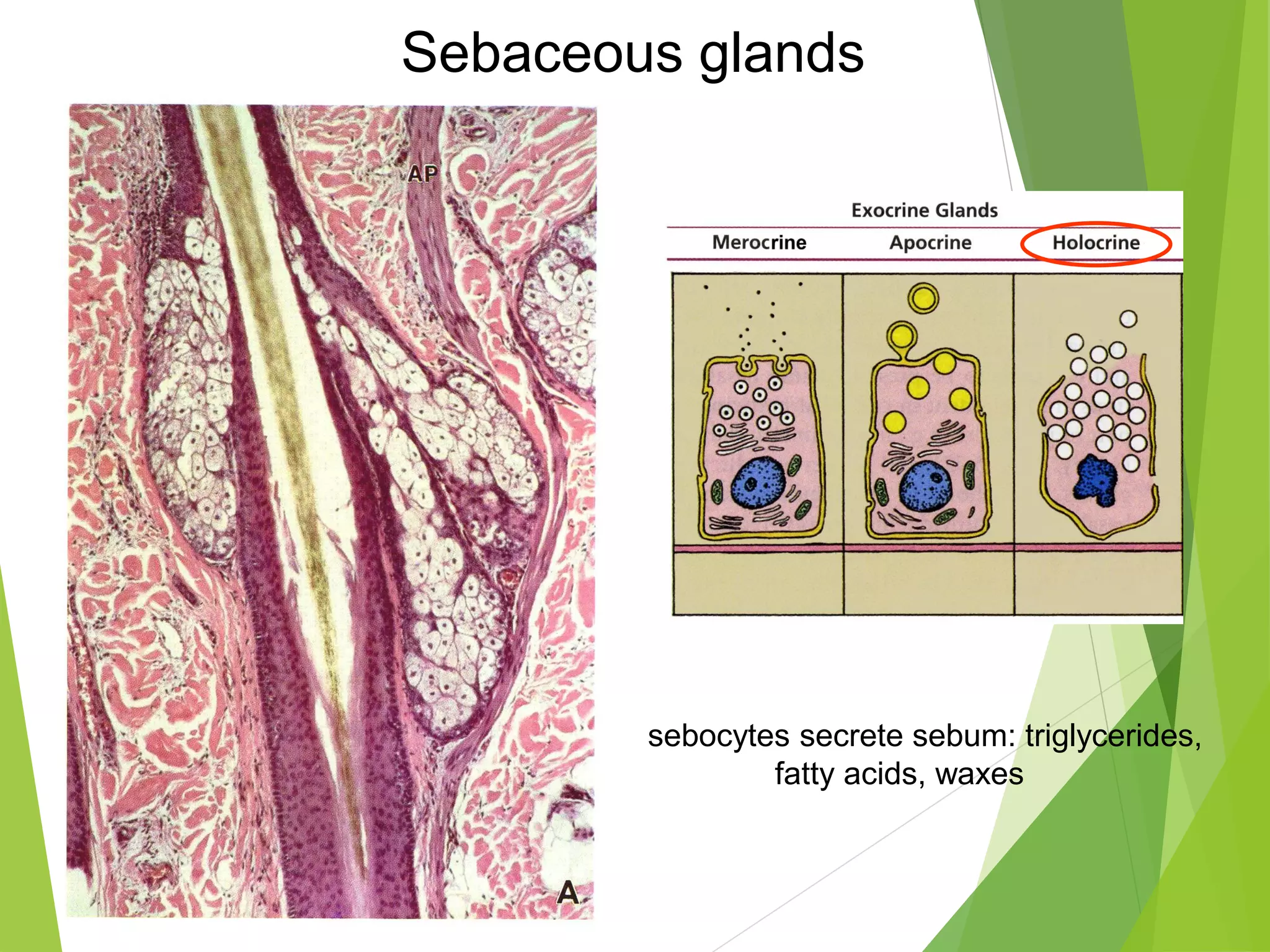 Integumentary Histology | skin |Histology of Skin| Histology of ...