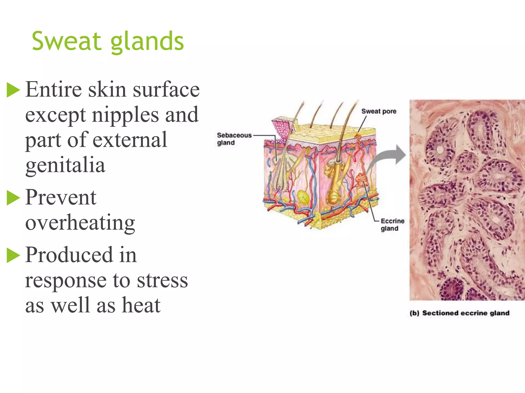 Integumentary Histology | skin |Histology of Skin| Histology of ...