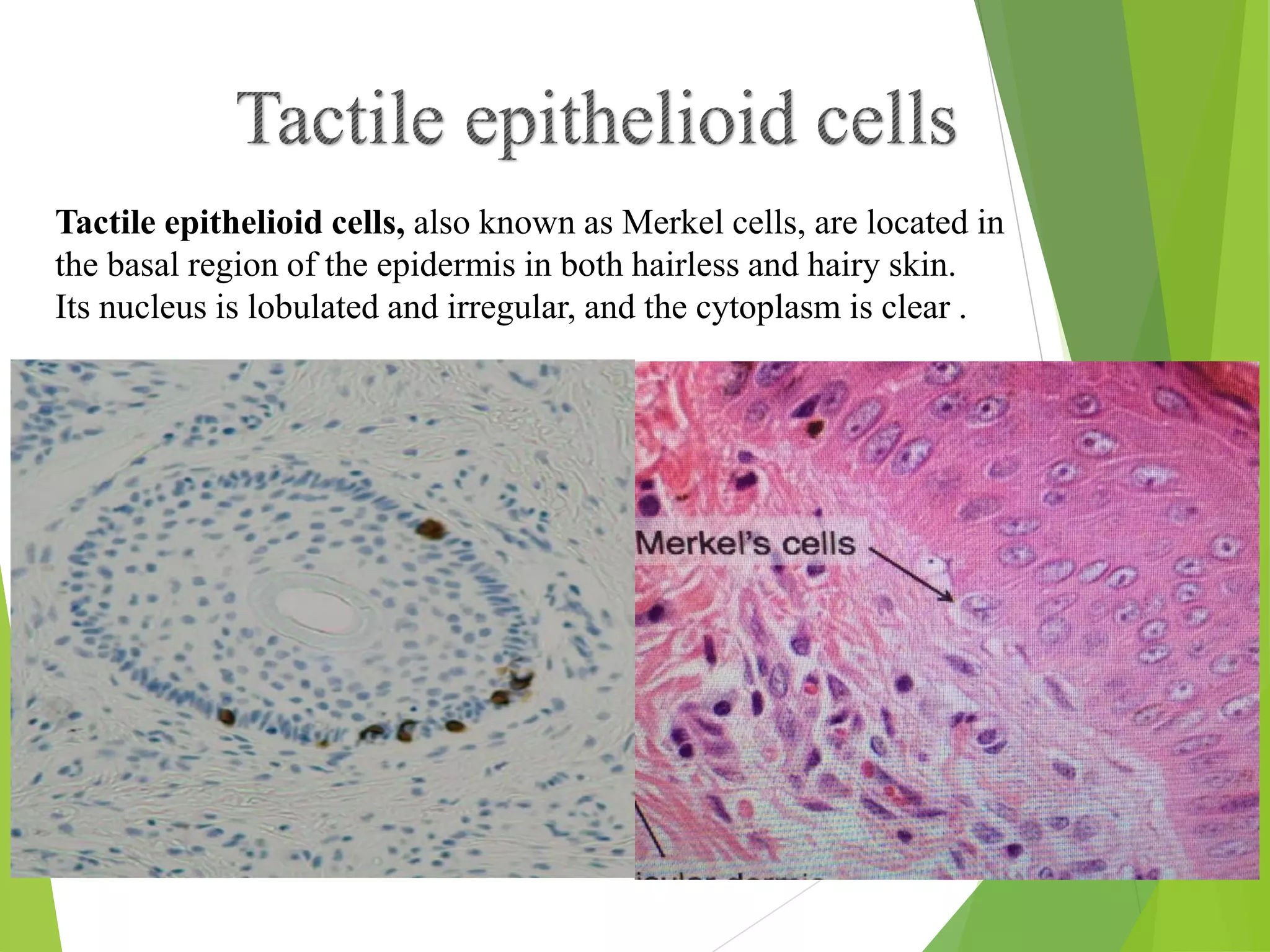 Integumentary Histology | skin |Histology of Skin| Histology of ...
