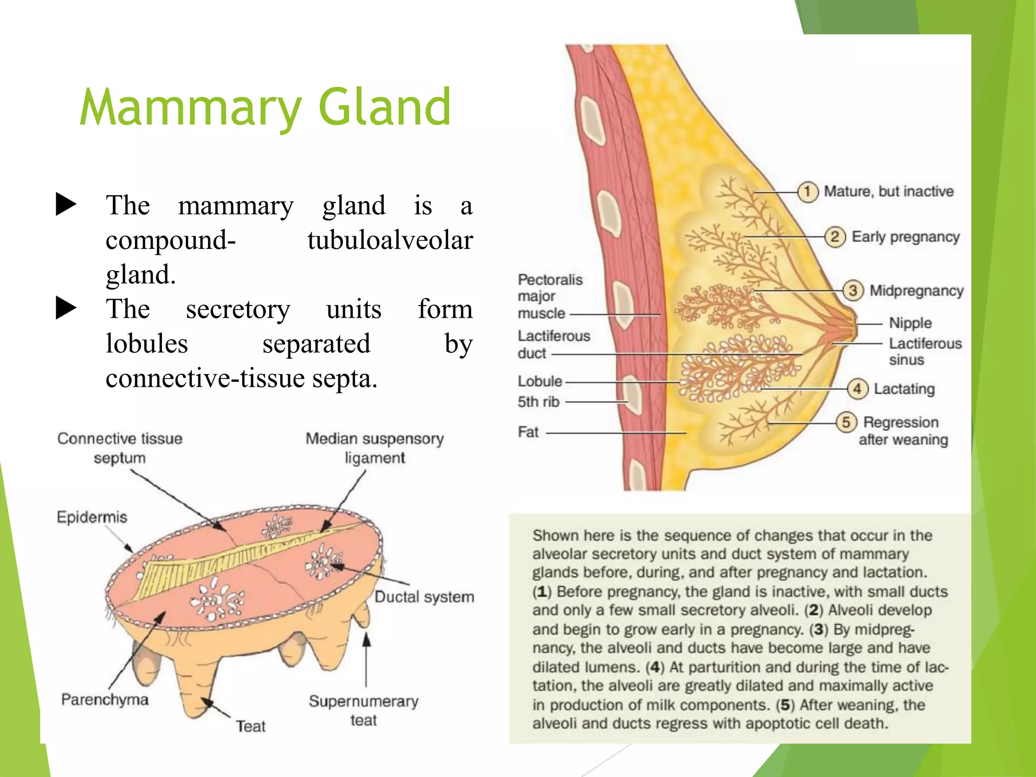Integumentary Histology | skin |Histology of Skin| Histology of ...