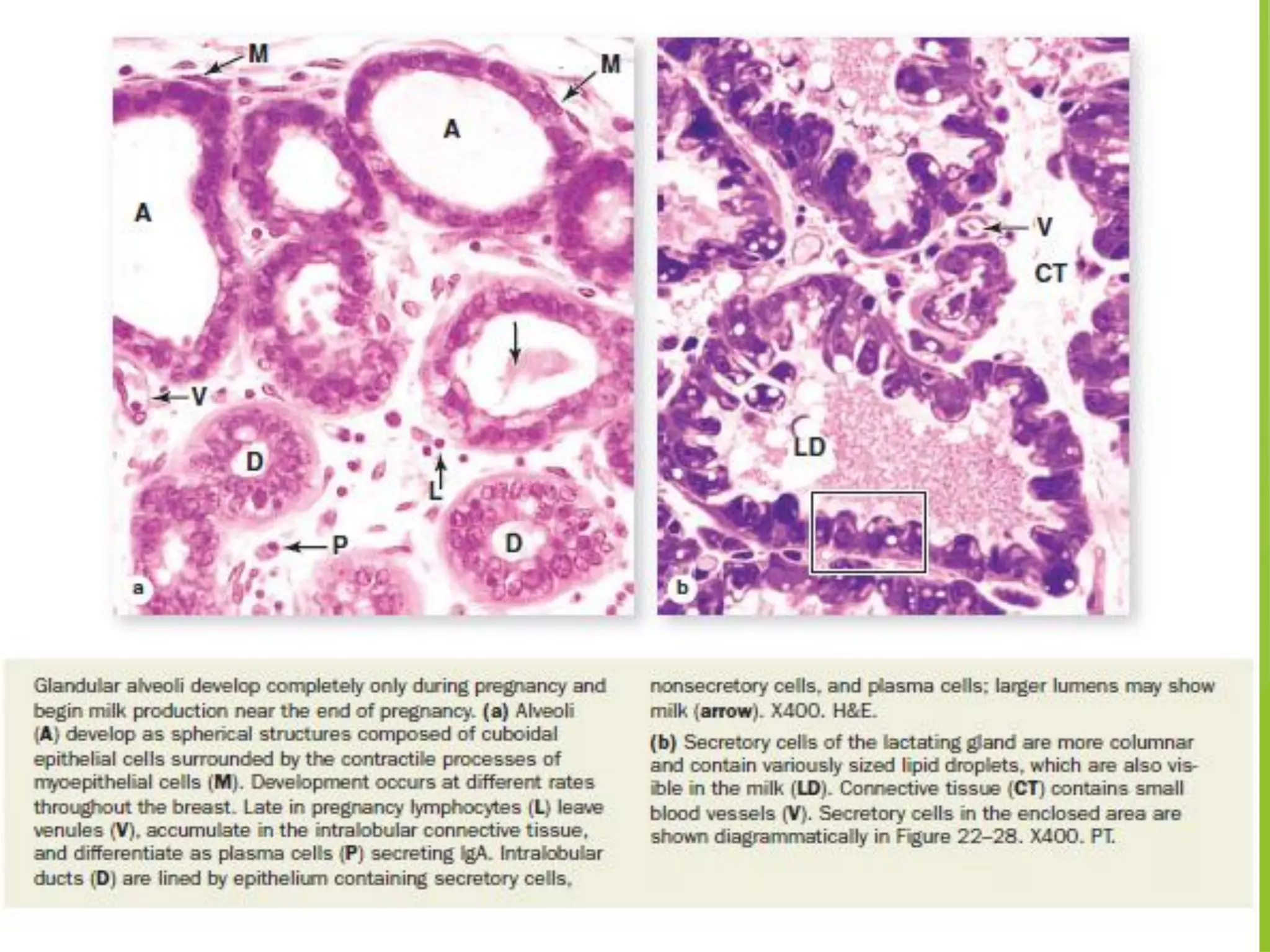 Integumentary Histology | skin |Histology of Skin| Histology of ...