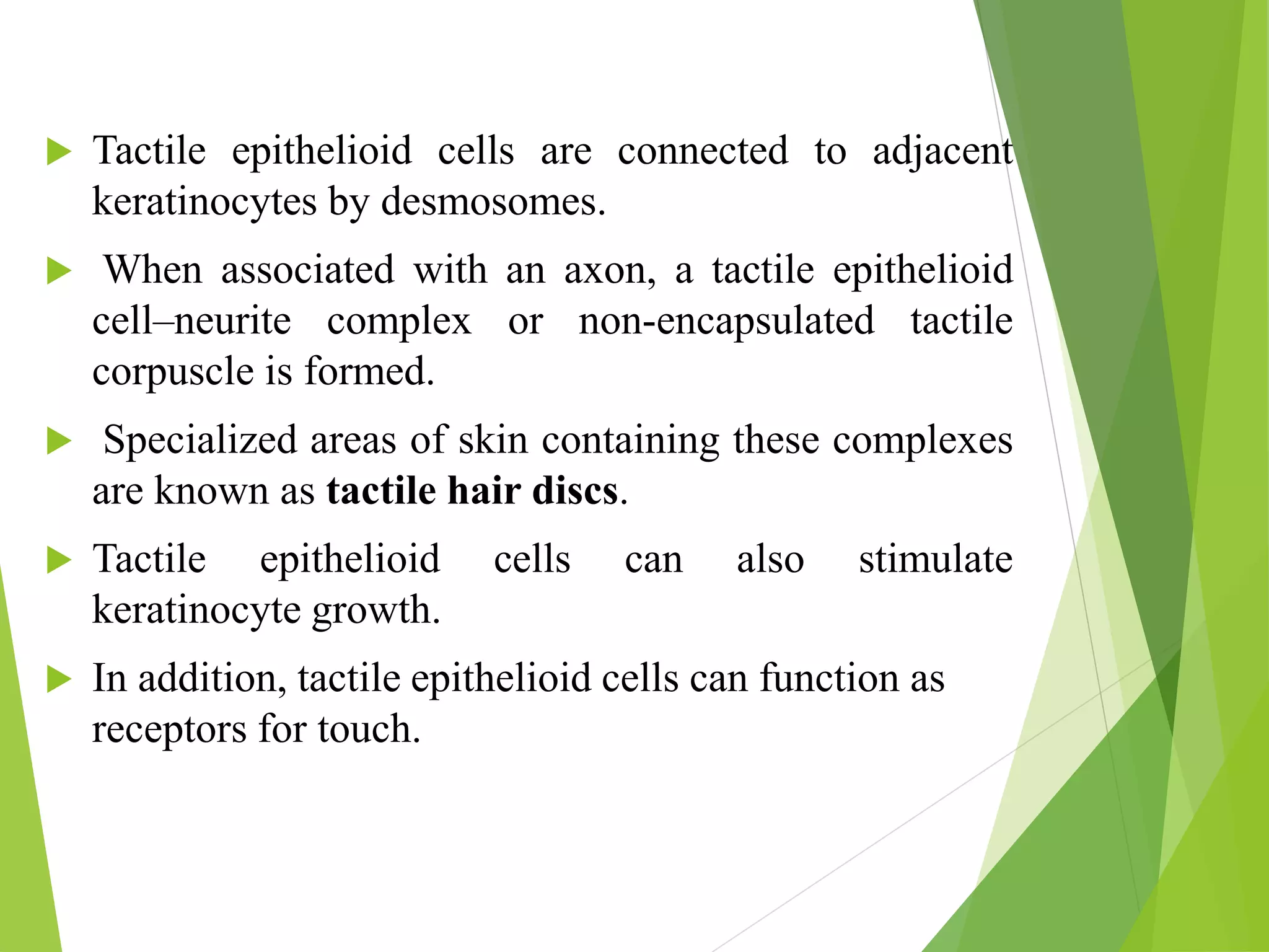 Integumentary Histology | skin |Histology of Skin| Histology of ...