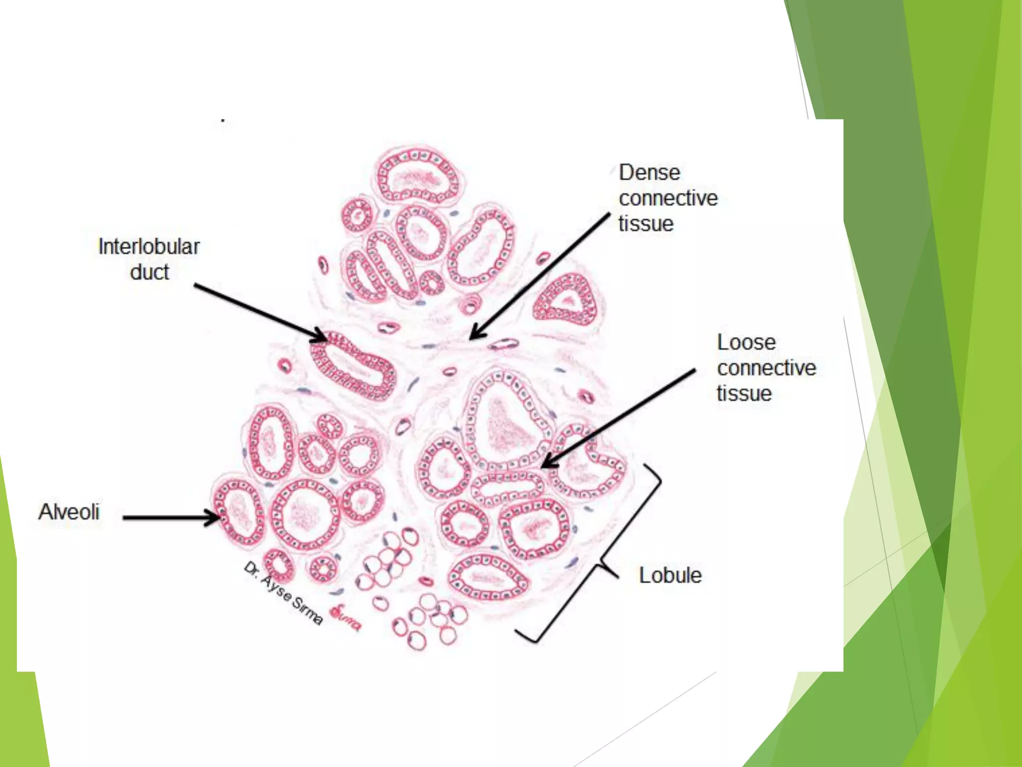 Integumentary Histology | skin |Histology of Skin| Histology of ...