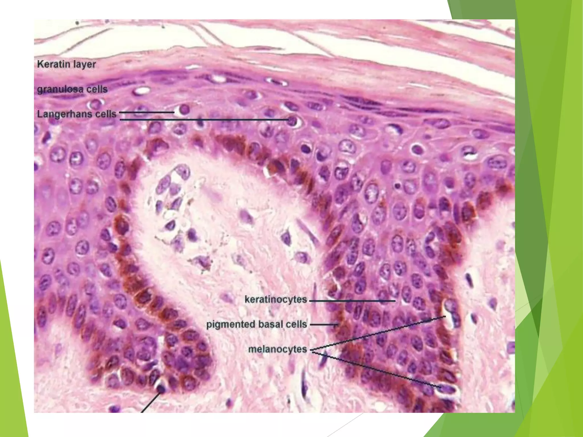 Integumentary Histology | skin |Histology of Skin| Histology of ...