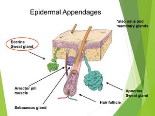 Integumentary Histology | skin |Histology of Skin| Histology of ...