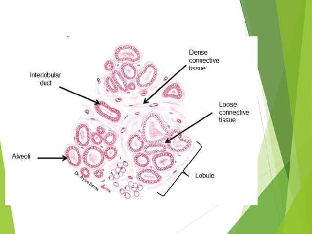 Integumentary Histology | skin |Histology of Skin| Histology of ...