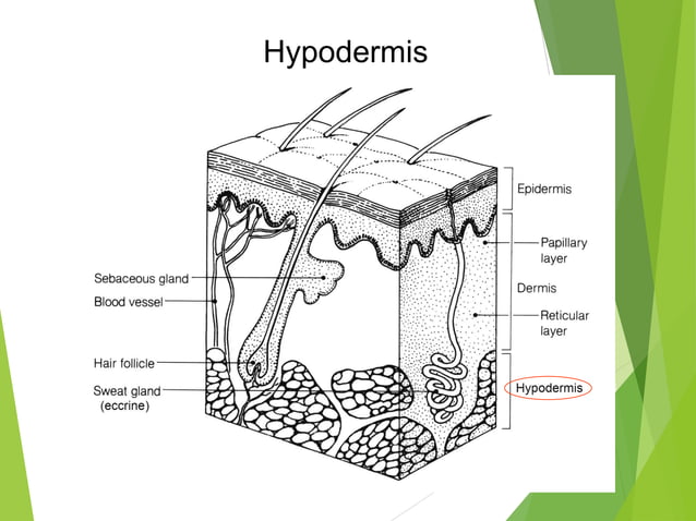 Integumentary Histology | skin |Histology of Skin| Histology of ...