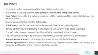 The Palate and Salivary Glands | PPTX
