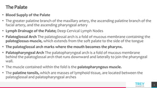 The Palate and Salivary Glands | PPT