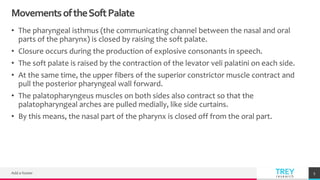 The Palate and Salivary Glands | PPT