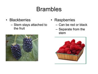 11 20 Brambles | PPT