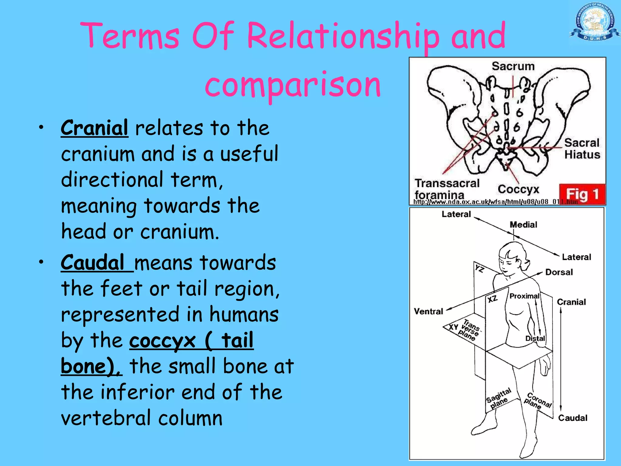 11.20 (dr. nand lal) terminologies anatomical positions anatomical ...