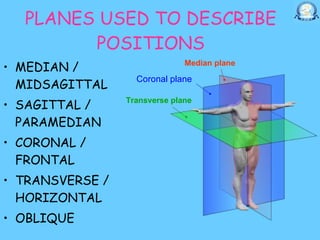 Paramedian Plane