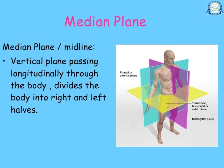 11.20 (dr. nand lal) terminologies anatomical positions anatomical pl…