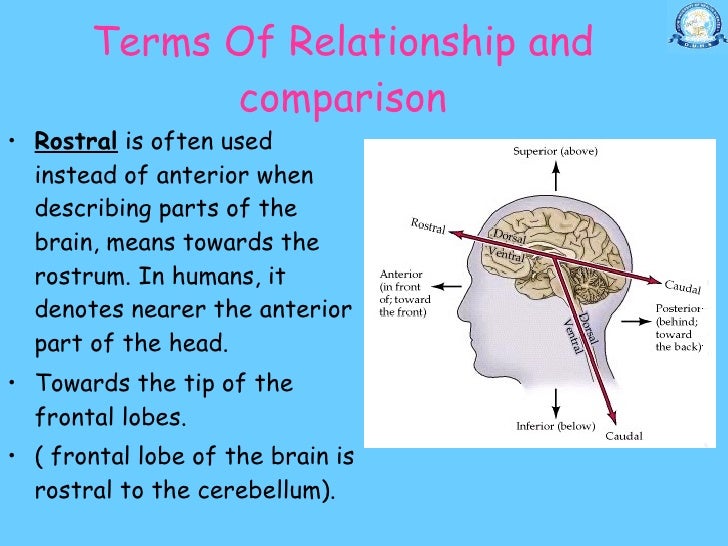 Rostral Definition Anatomy