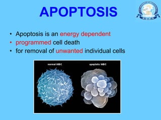 11.20 (dr. yasmeen hashim) apoptosis (mechanism in normal tissues ...