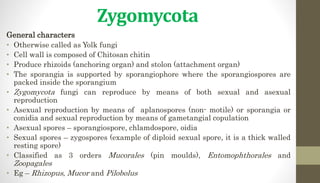 Phylum Chytridiomycota Examples