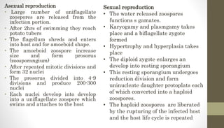 Chytridiomycota, zygomycota pdf | PPT