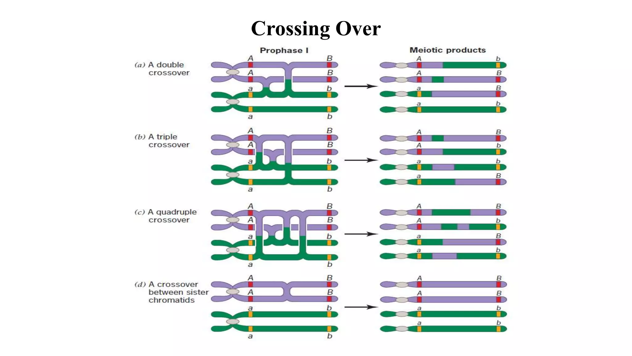 Crossing over | PPT