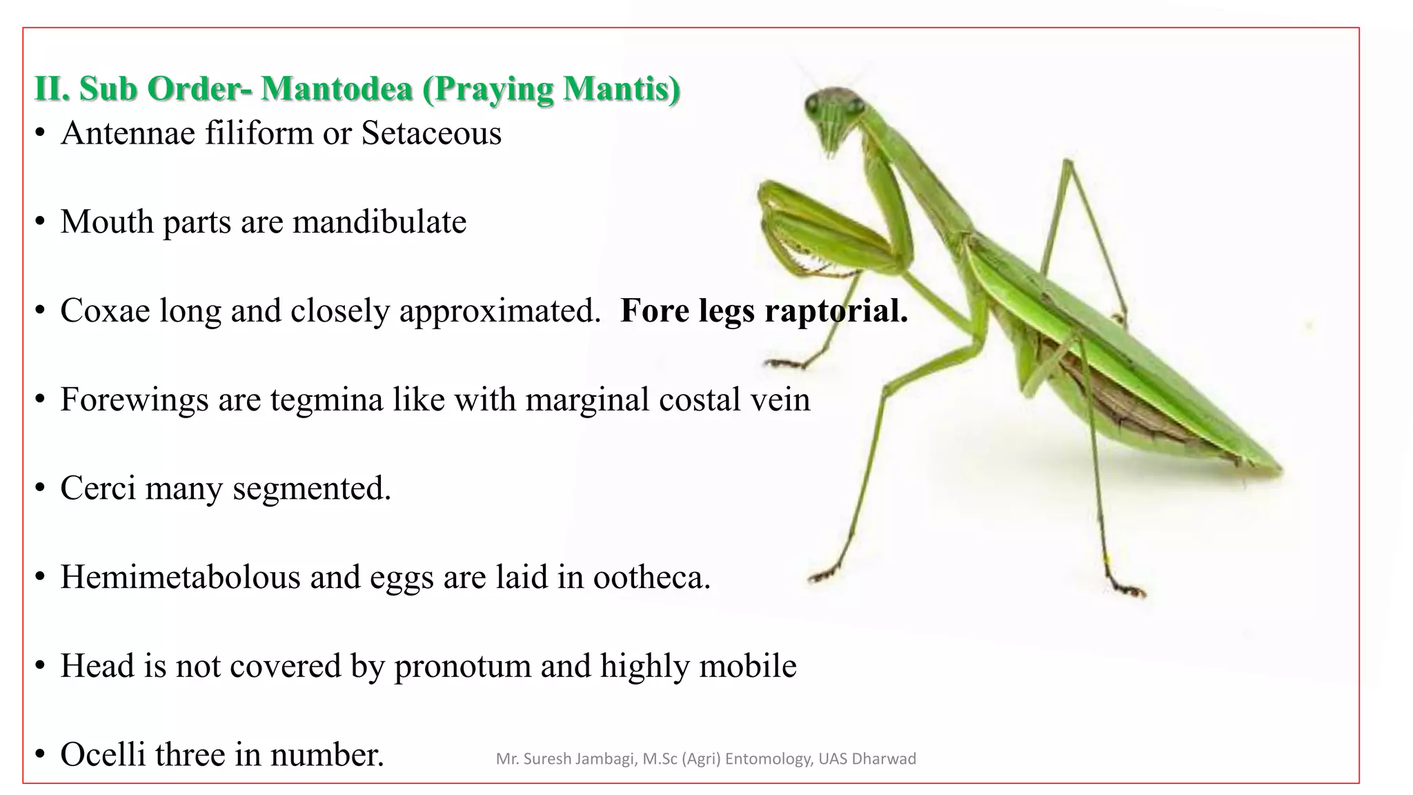 Insect Orders- Odonata, orthoptera, dictyoptera and isoptera | PPTX