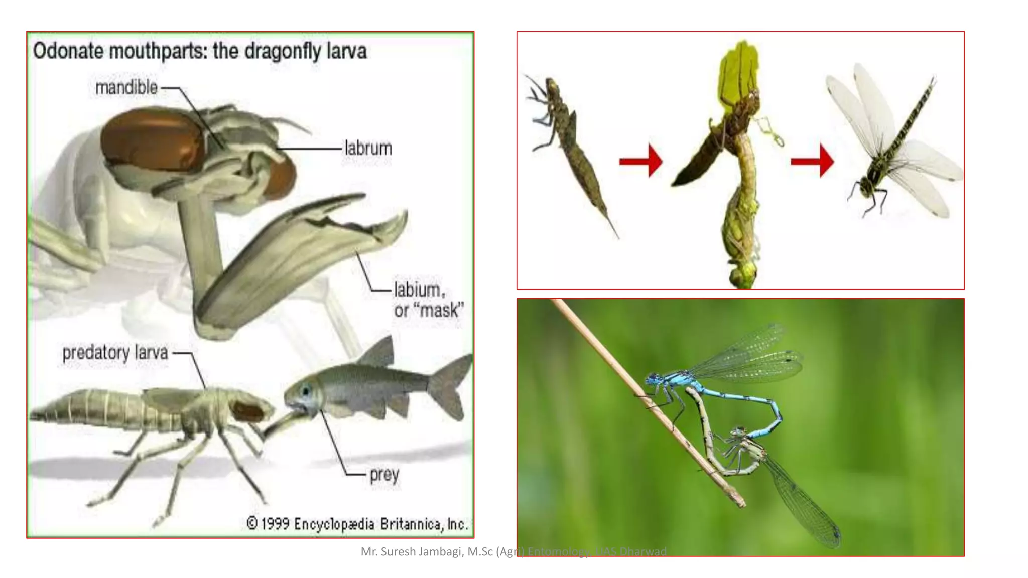 Insect Orders- Odonata, orthoptera, dictyoptera and isoptera | PPTX