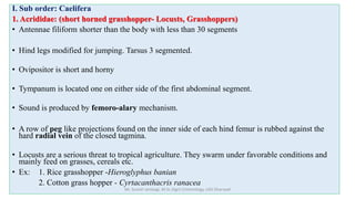 Insect Orders- Odonata, orthoptera, dictyoptera and isoptera | PPTX