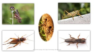 Insect Orders- Odonata, orthoptera, dictyoptera and isoptera | PPTX