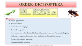 Insect Orders- Odonata, orthoptera, dictyoptera and isoptera | PPTX