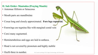 Insect Orders- Odonata, orthoptera, dictyoptera and isoptera | PPTX